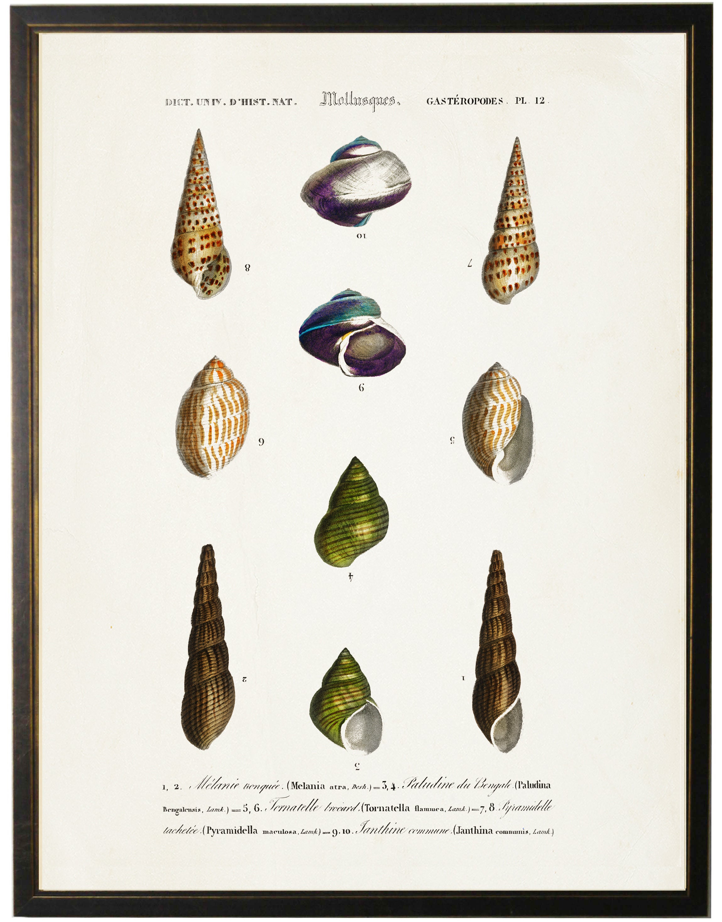 Ten Neutral and Green Colored Seashells - Online Only – The Spotted Whale