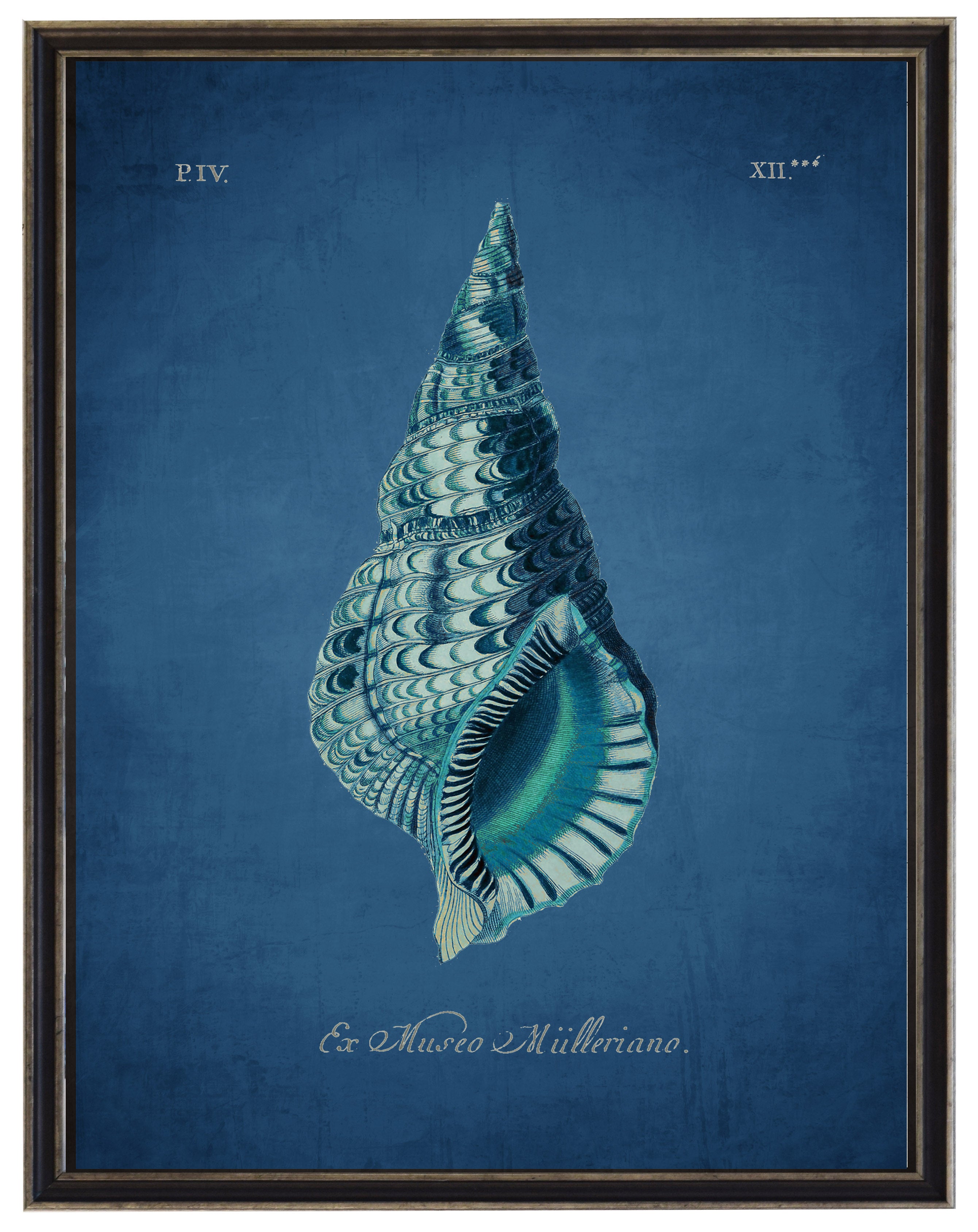 Conch Shell - Online Only – The Spotted Whale