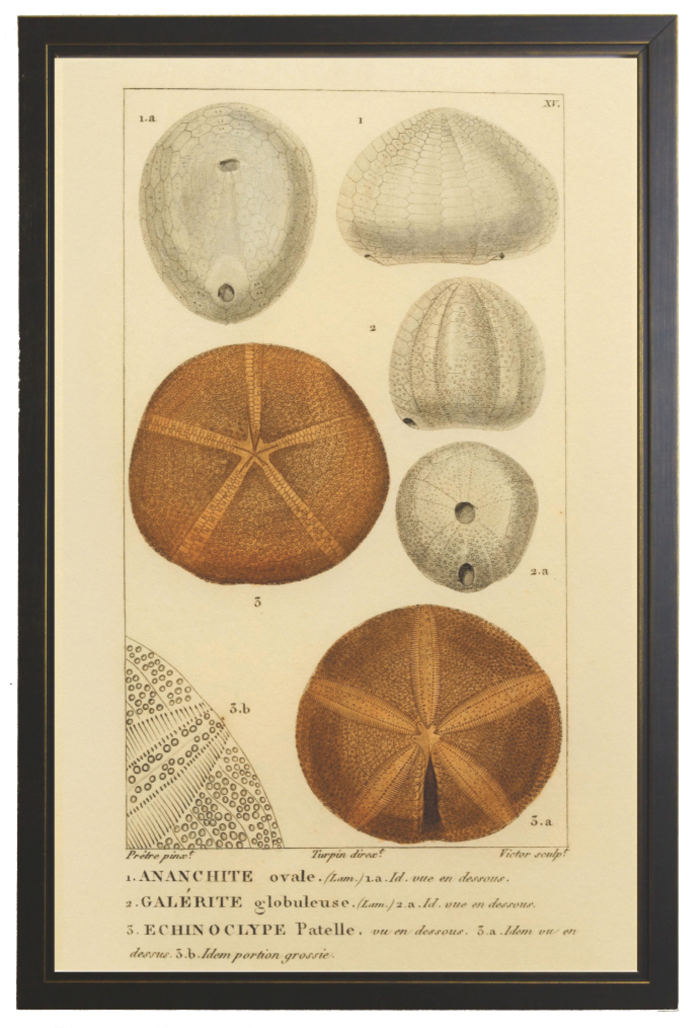 Sea Creature Print XV - Online Only – The Spotted Whale