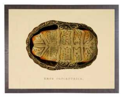 Turtle Shell Plate B - Online Only – The Spotted Whale